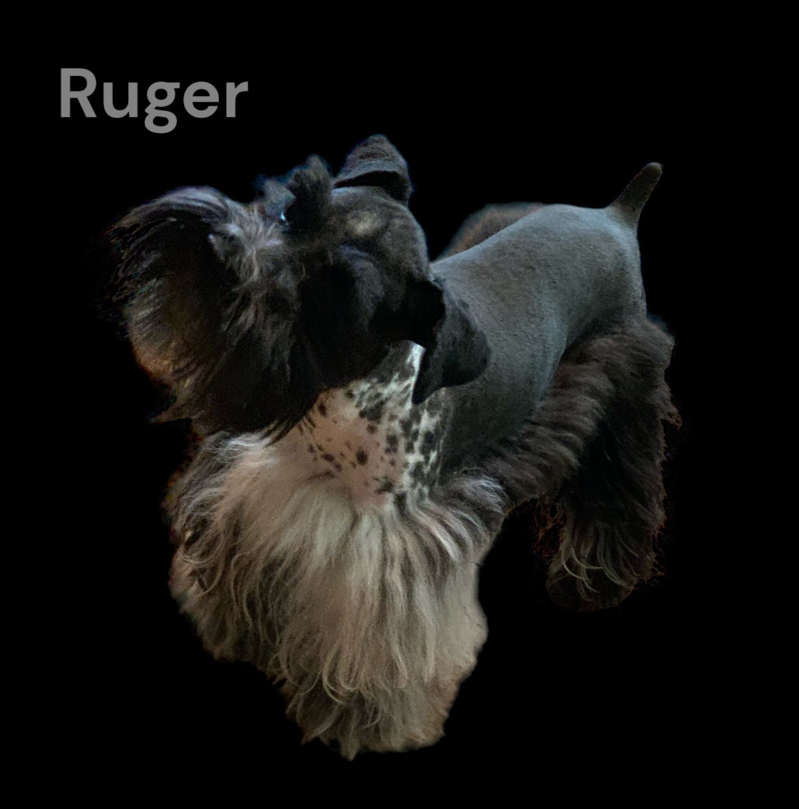 Schnauzer Pal Arsenal of Weapons (Males) – Miniature Schnauzers